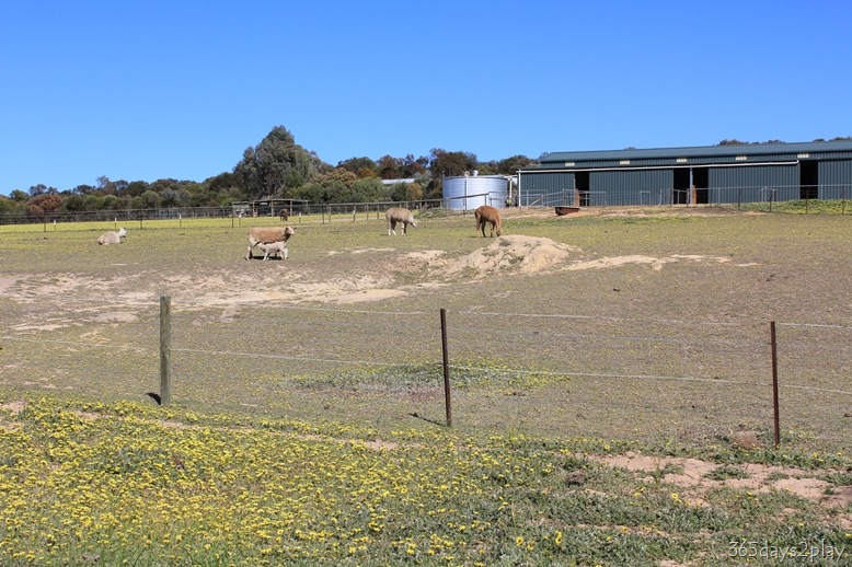 Lavendale Farm – 365days2play Fun, Food & Family