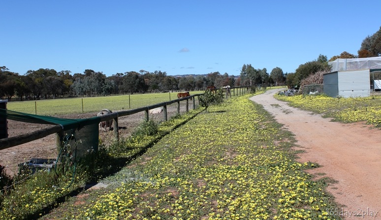 Lavendale Farm – 365days2play Fun, Food & Family